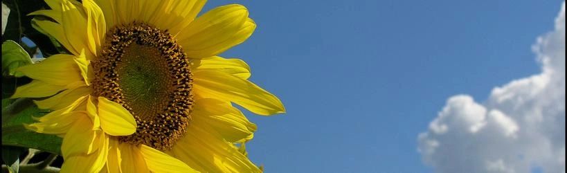 Career Guidance – Fresh Start Training and Counselling