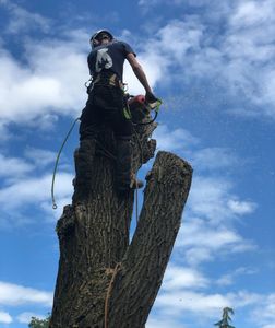 Bear Valley Timber Ltd