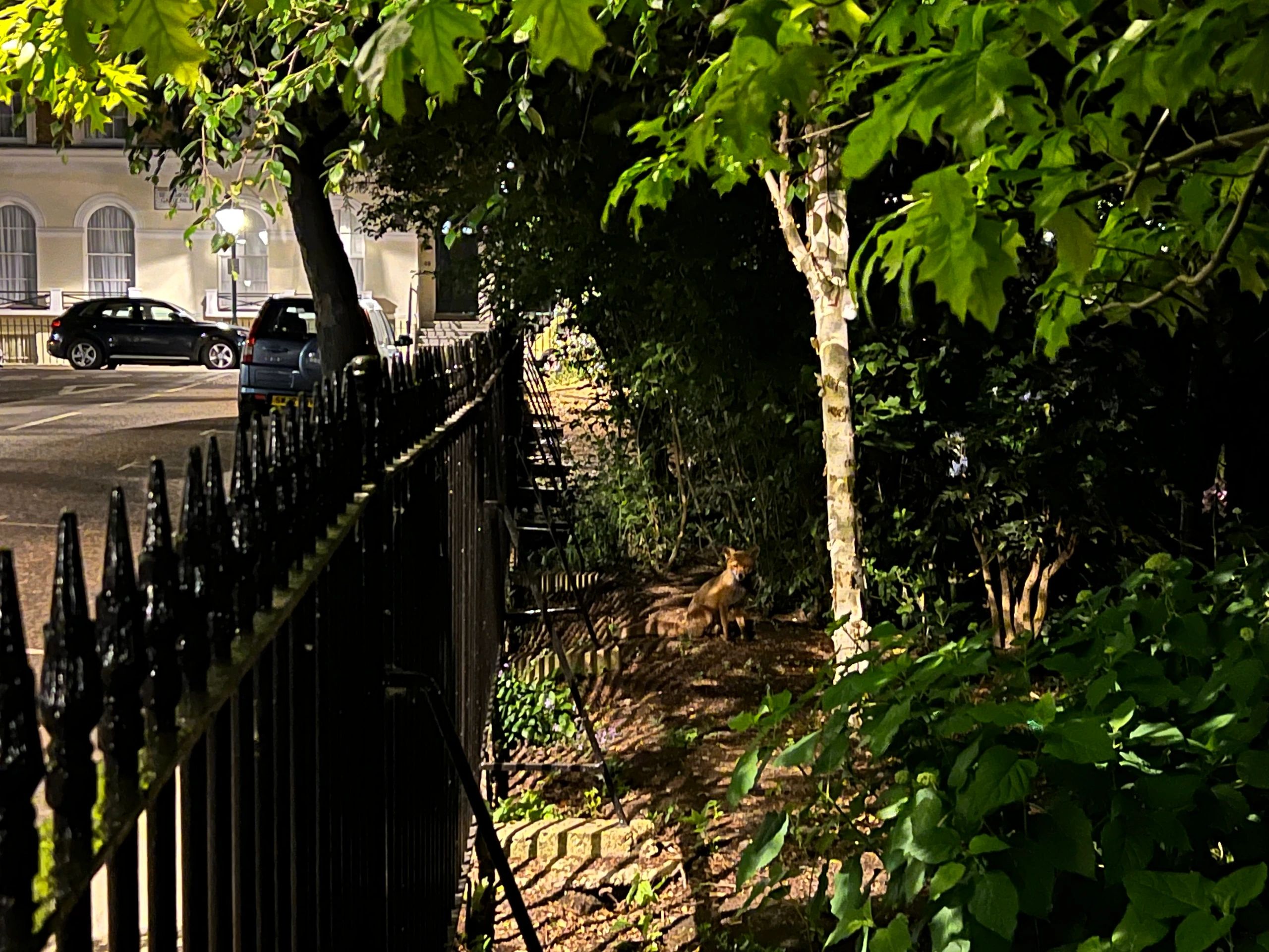 Deer, Foxes and Parakeets! Where to Find Wild Animals in London