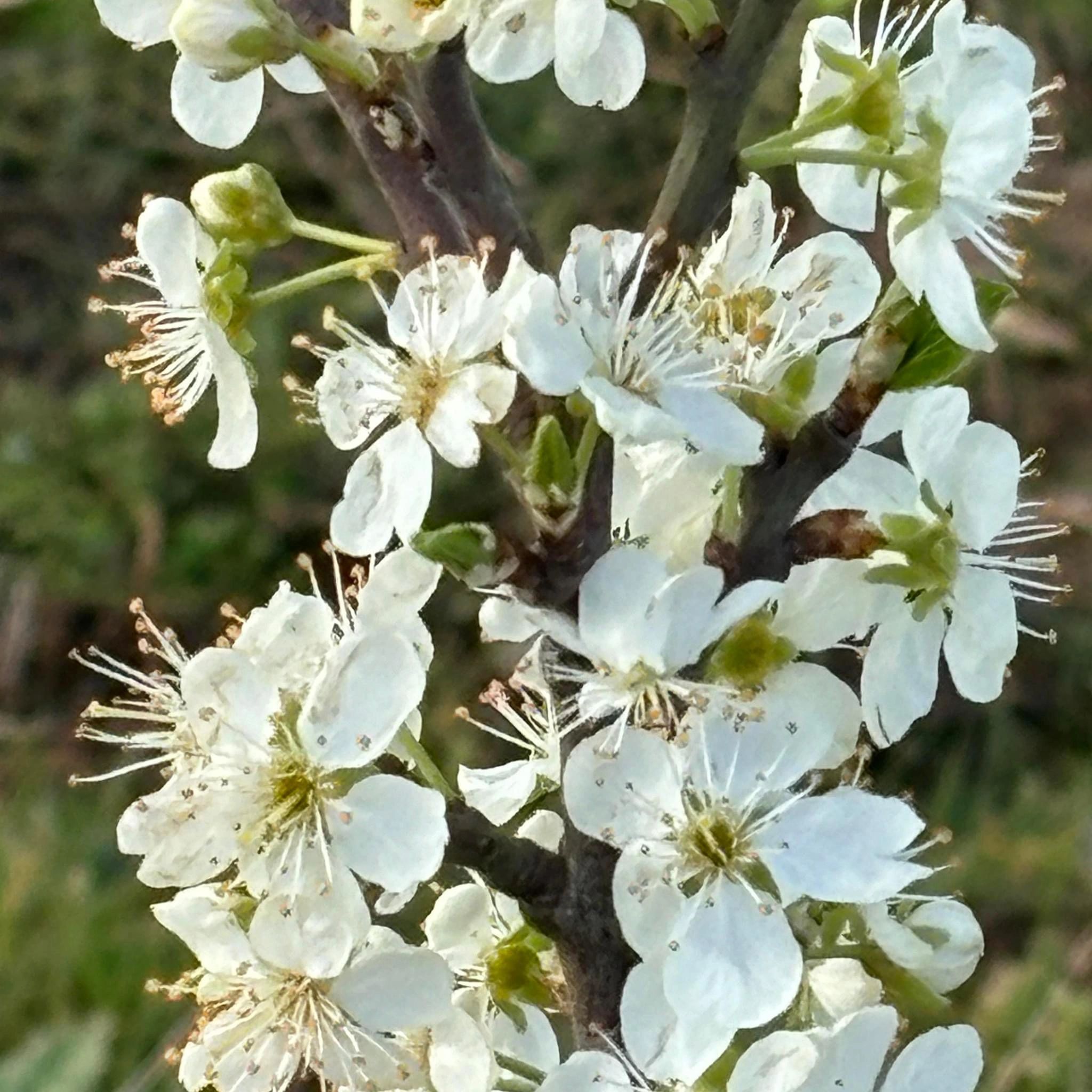 Community Service at Fenland Orchards: Join Us in Giving Back
