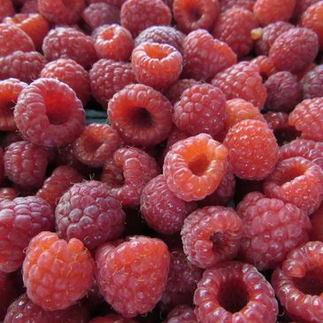 Gallagher's Farm Market - Vegetables, Fruit, Firewood, Trees