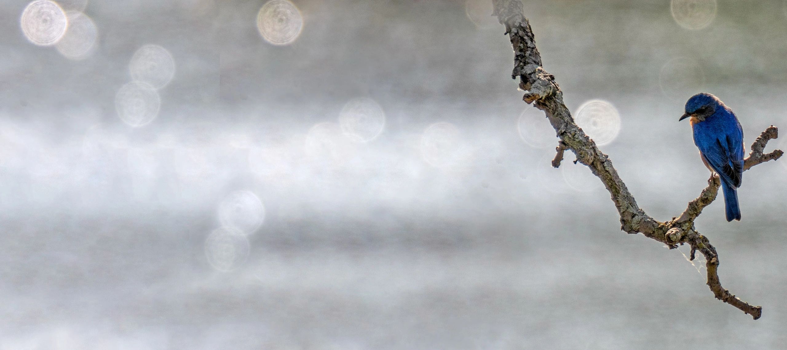 Bluebird Counseling - Therapy Services