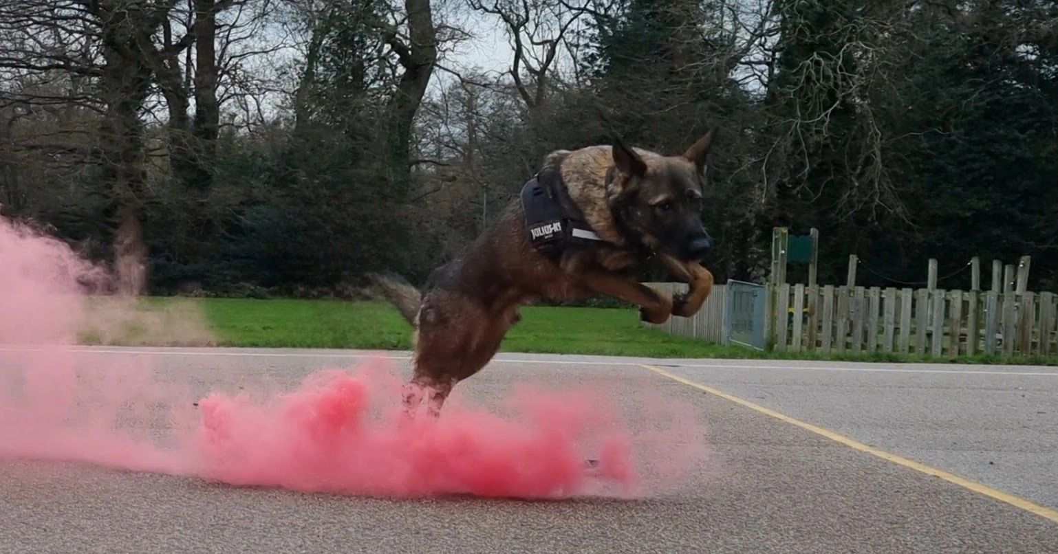 Crawley Dog Trainer for Obedience & Agility Training