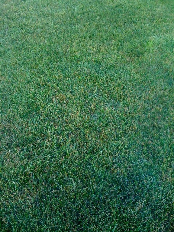 Benefits of Aerification
