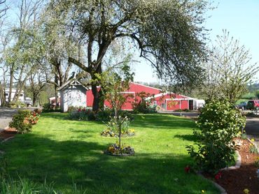 Horse Boarding and Dog Sports - Springhill Stables