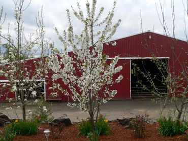 Horse Boarding and Dog Sports - Springhill Stables