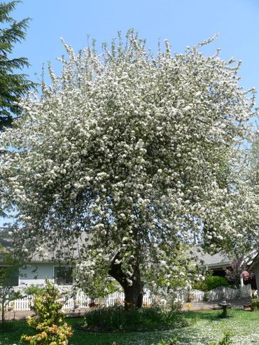 Horse Boarding and Dog Sports - Springhill Stables