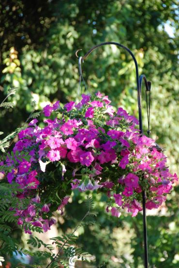 Horse Boarding and Dog Sports - Springhill Stables