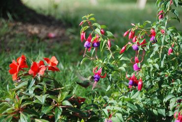 Horse Boarding and Dog Sports - Springhill Stables