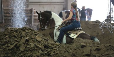 Horse Boarding and Dog Sports - Springhill Stables