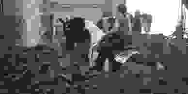 Horse Boarding and Dog Sports - Springhill Stables