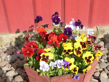 Horse Boarding and Dog Sports - Springhill Stables