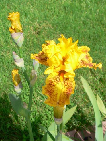 Horse Boarding and Dog Sports - Springhill Stables