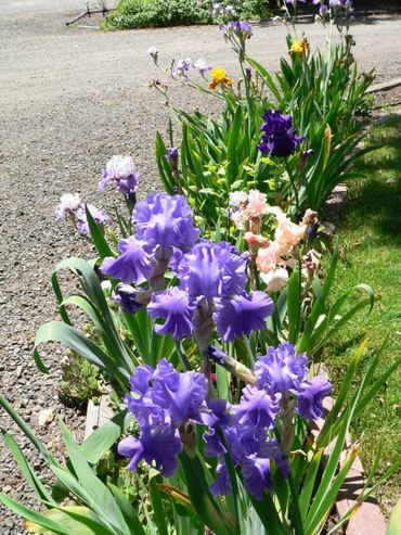 Horse Boarding and Dog Sports - Springhill Stables