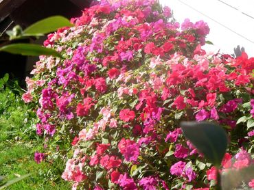 Horse Boarding and Dog Sports - Springhill Stables