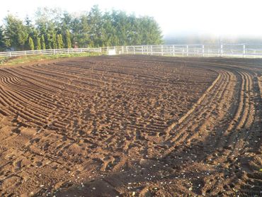 Horse Boarding and Dog Sports - Springhill Stables