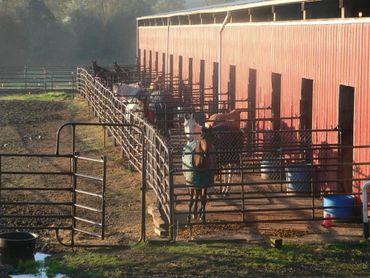 Horse Boarding and Dog Sports - Springhill Stables