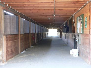 Horse Boarding and Dog Sports - Springhill Stables