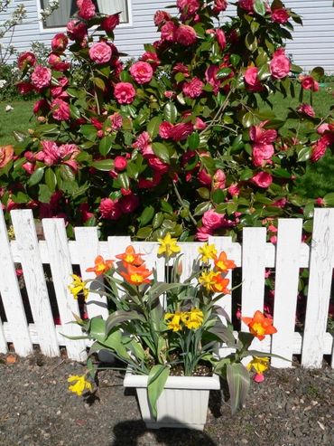 Horse Boarding and Dog Sports - Springhill Stables