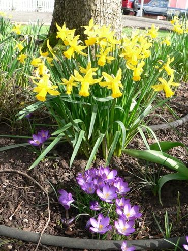 Horse Boarding and Dog Sports - Springhill Stables