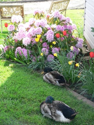 Horse Boarding and Dog Sports - Springhill Stables