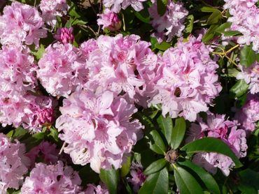 Horse Boarding and Dog Sports - Springhill Stables