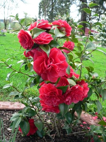 Horse Boarding and Dog Sports - Springhill Stables