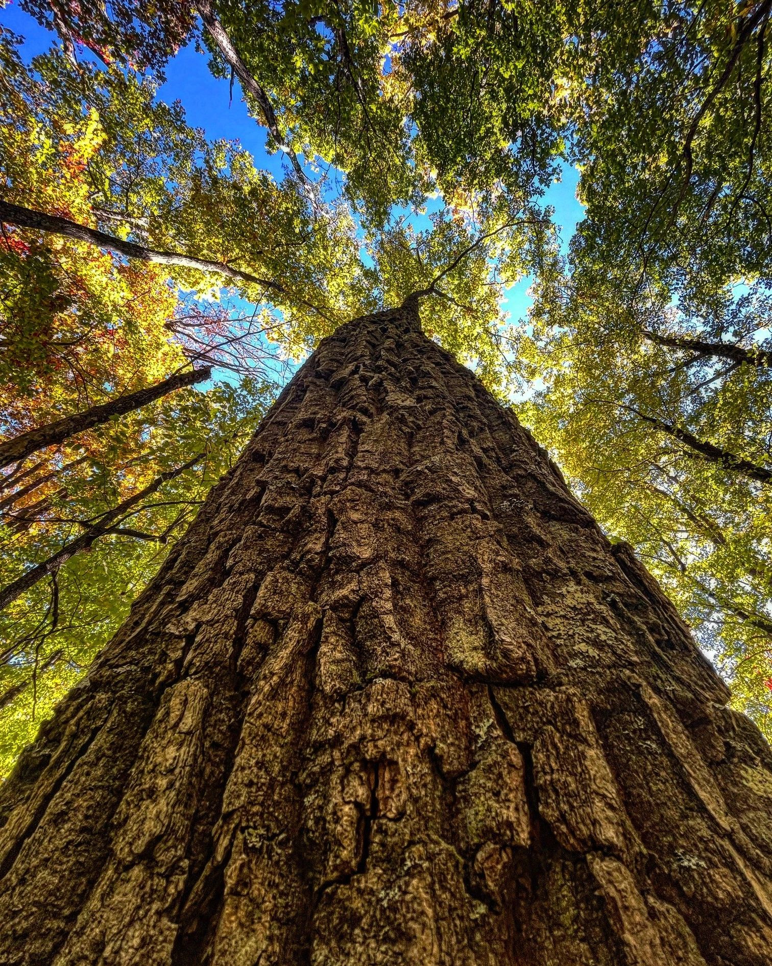 Tree Preservation Services