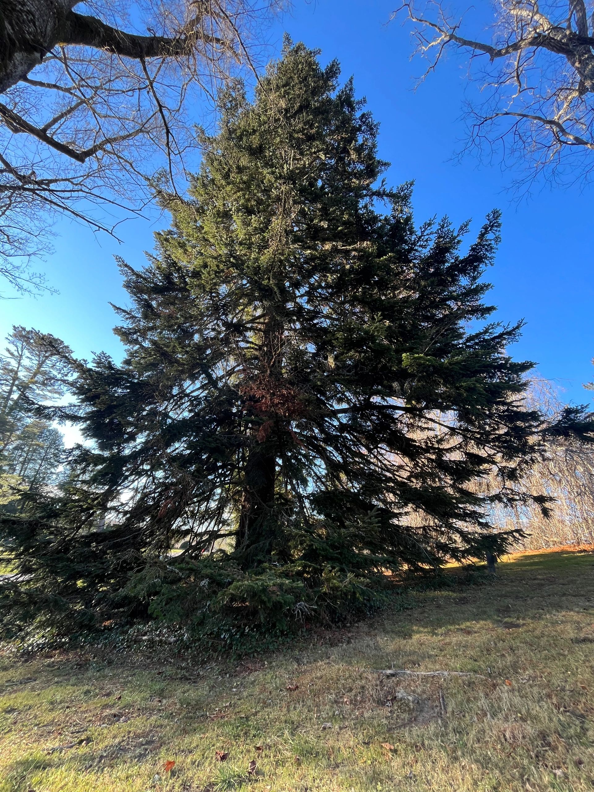 Tree Preservation Services