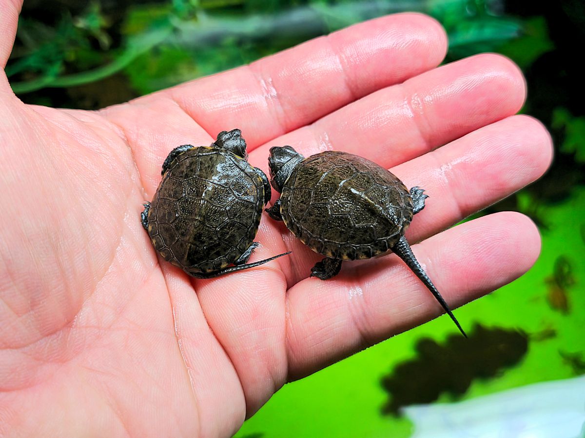 Hellenic European Pond Turtle 1 inch hatchlings