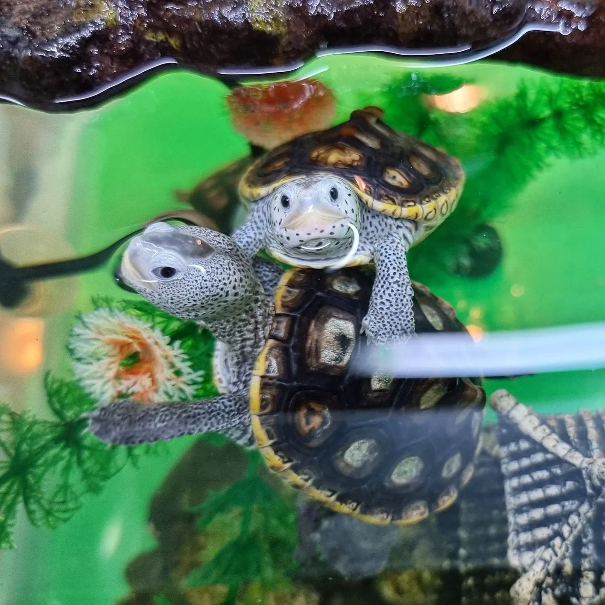 Turtles for Sale Uk - The Turtle Emporium