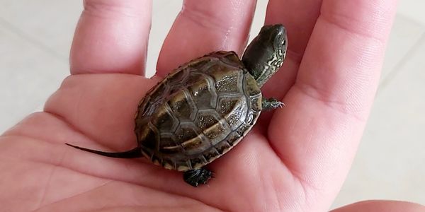 Turtles for Sale Uk - The Turtle Emporium