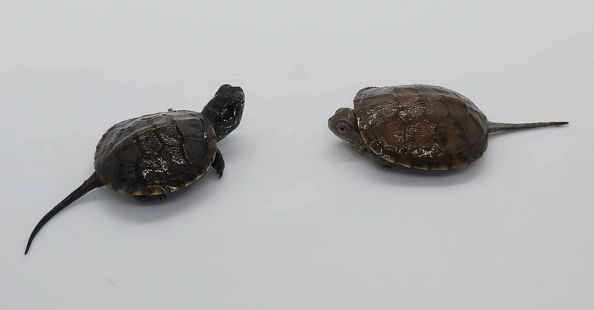 European Turtles