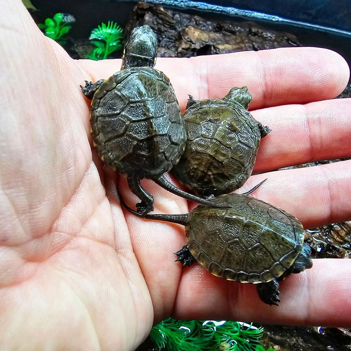 Northern European Pond Turtle 1 inch hatchlings