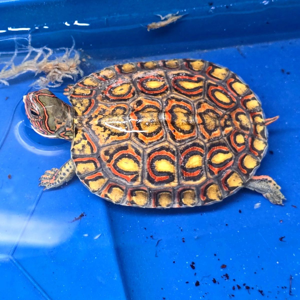 Painted Wood Turtle