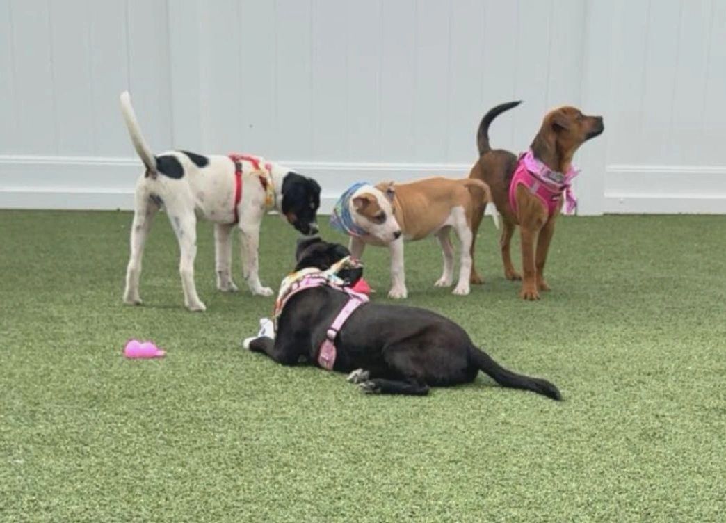 Morgan's Mutts Rescue - Adoptable Dogs, Dogs for Adoption, Petfinder