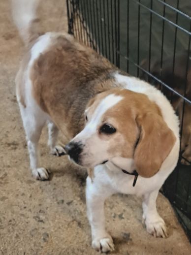 Morgan's Mutts Rescue - Adoptable Dogs, Dogs for Adoption, Petfinder