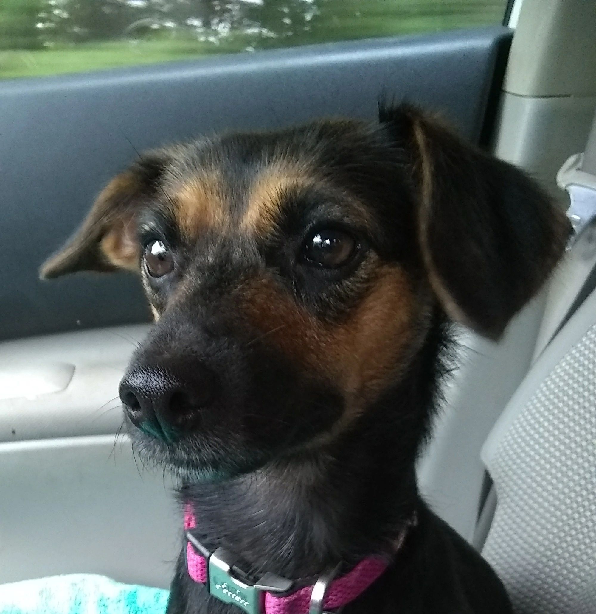 Volunteer! Foster! | Morgan's Mutts Rescue