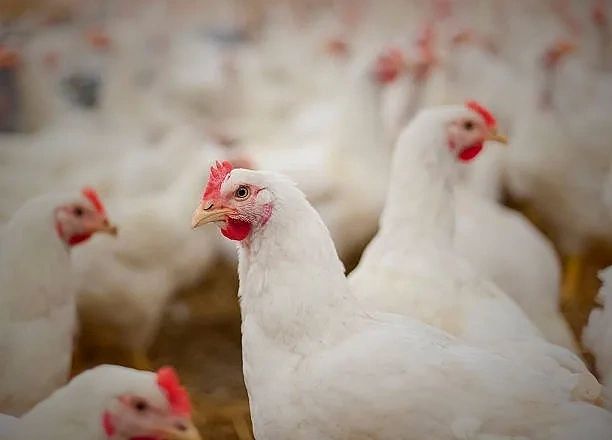 Meet the Team | Guelph Poultry Veterinary Services