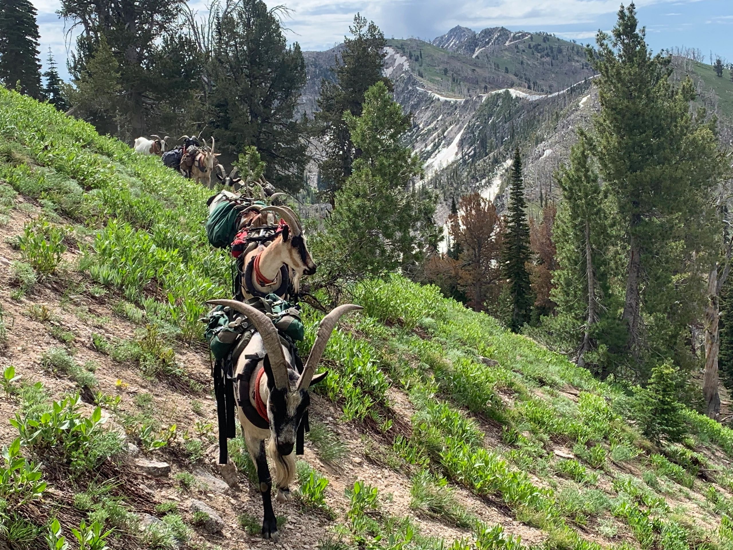 Putnam Pack Goats - Pack Goats, Saddles, Panniers, Leads, High Lines ...