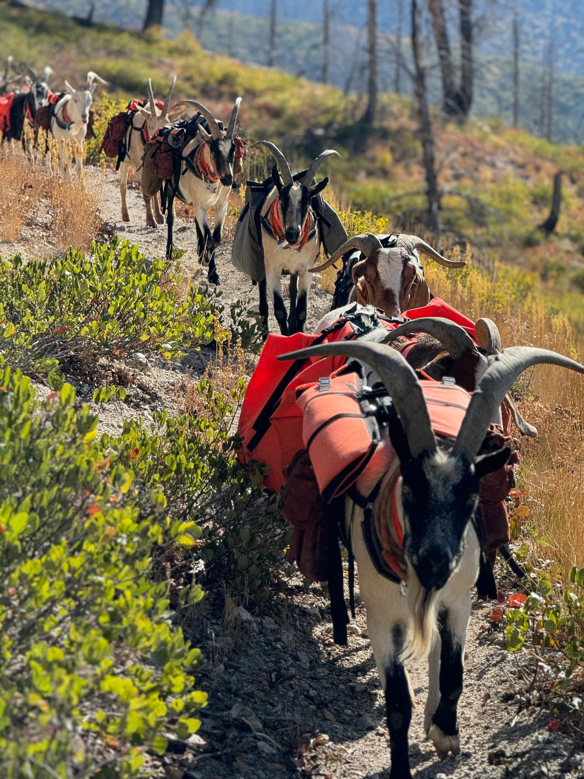 Putnam Pack Goats - Pack Goats, Saddles, Panniers, Leads, High Lines ...