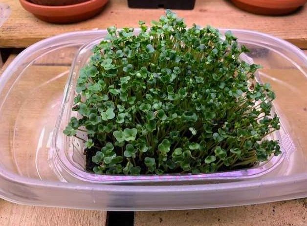 Update on My Mini-Greenhouse, Broccoli Microgreens