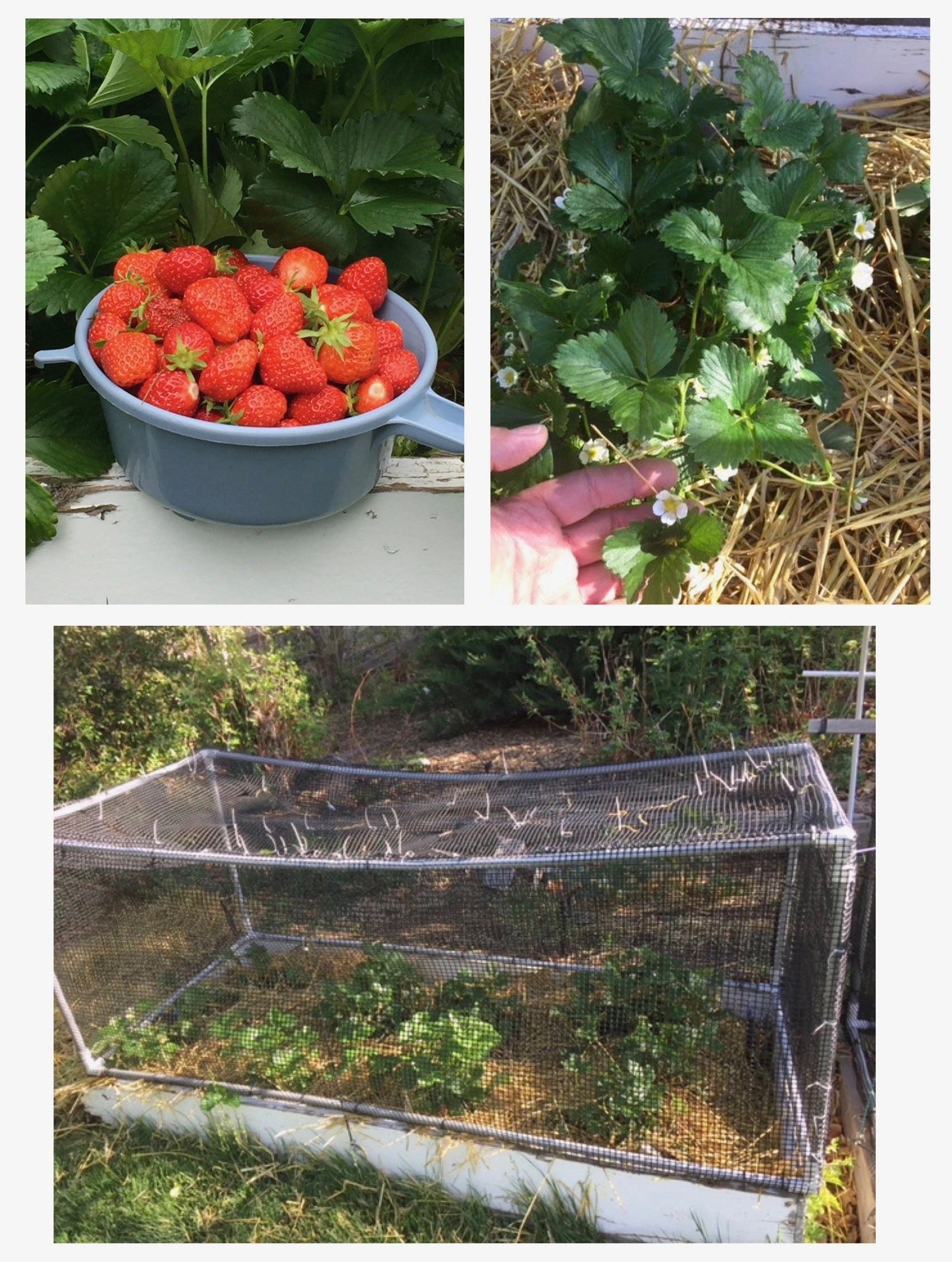 We love strawberries! Mara des Bois Everyberring are our favorite