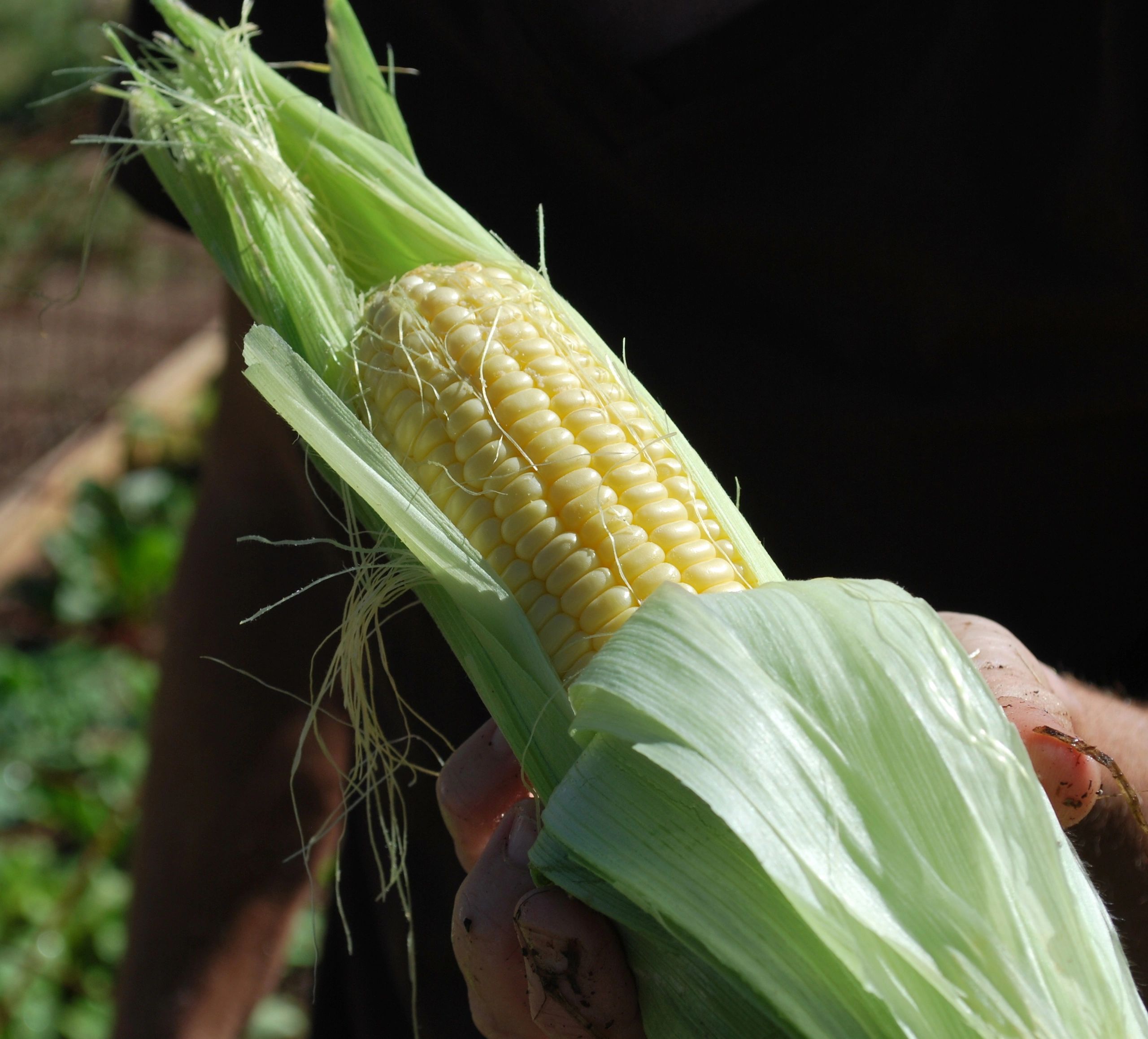 Sweet Corn...When to Pick?