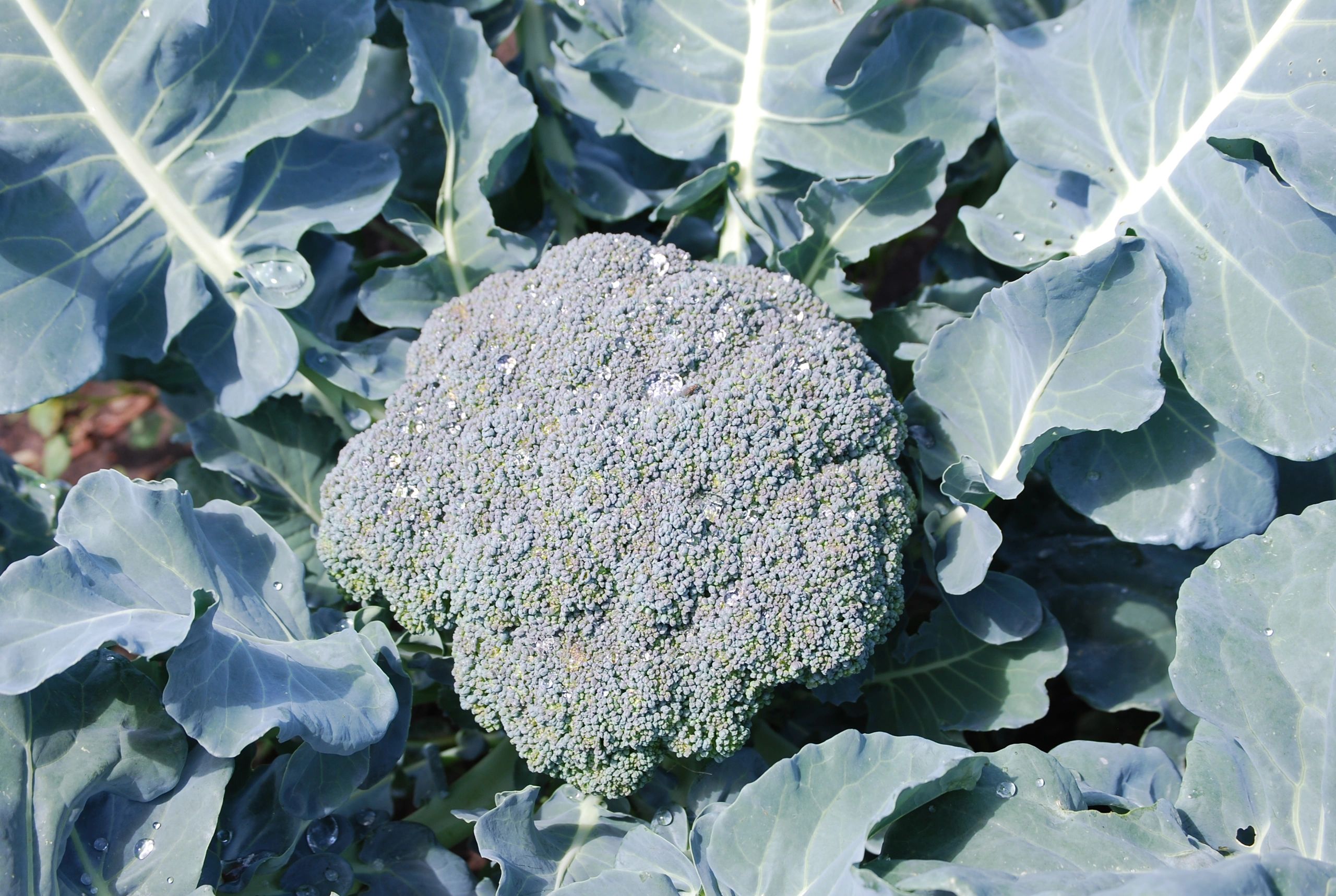 Larry's Favs for 2023: Packman Broccoli