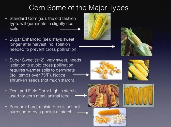 Why Wait to Plant Sweet Corn? Yes! Here is Why.