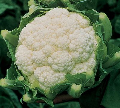 Cauliflower: Some History and Info on "The New Kale".