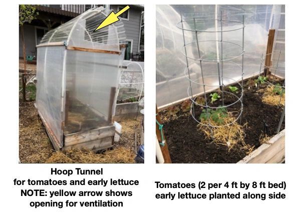 Tomatoes are Ready to Go Under the Hoop Tunnels