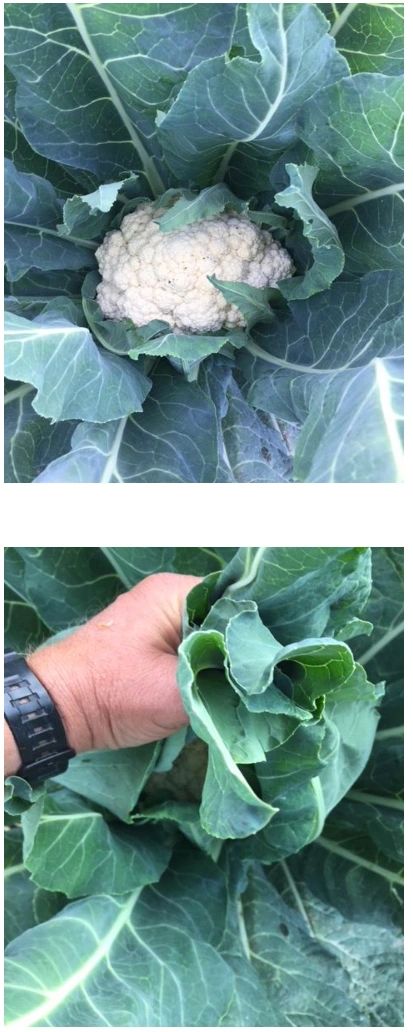 Why is the Cauliflower Head Turning Yellow?