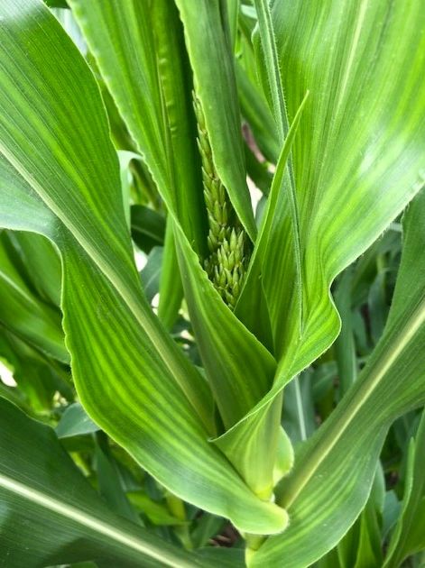 Our Sweet Corn is Starting to Tassel!